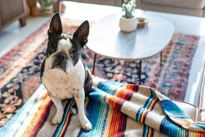 9 Apartment-Friendly Dog Breeds – NaturoPet